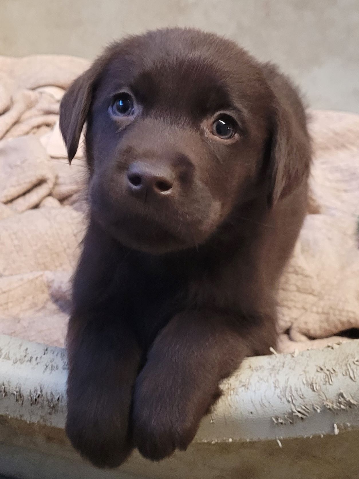 Available Labrador Retrievers - Drobot Labs